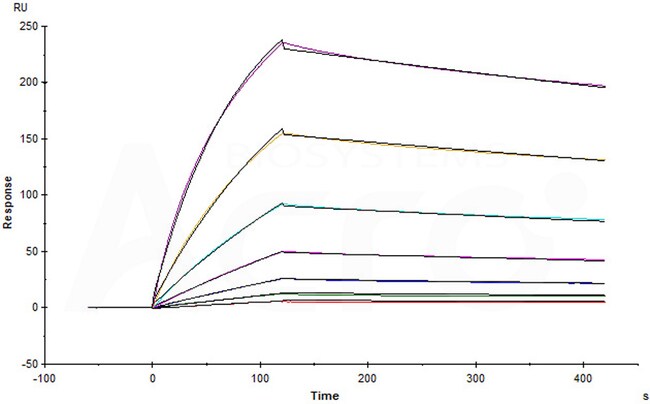 ACROBiosystems Biotinylated Human FOLR2, His,Avitag (FO2-H82E8) is ...
