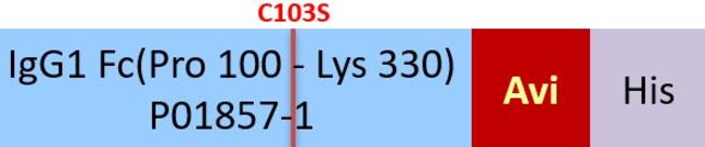 ACROBiosystems Biotinylated Human IgG1 Fc (C103S), Avitag ,His Tag (IG1 ...