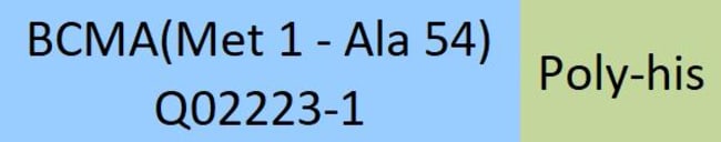 ACROBiosystems APC-Labeled Human BCMA, His Tag (BCA-HA2H4) is produced ...