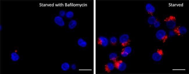 Biolegend Lysosome Probe Red Reactivity: Human, Mouse, Rat, All Species ...