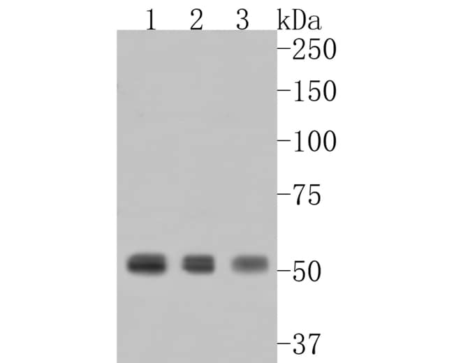 HUABIO RESEARCH INC Anti-RBBP7 Antibody, Quantity: Each of 1 | Fisher Scientific