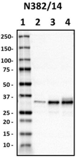 Biolegend Purified anti-MFF, Quantity: Each of 1 | Fisher Scientific