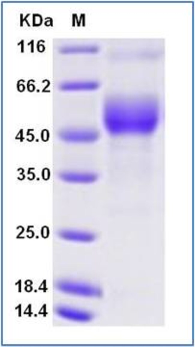 Sino Biological Mouse ICOS Protein (Fc & AVI Tag), Biotinylated 100ug ...