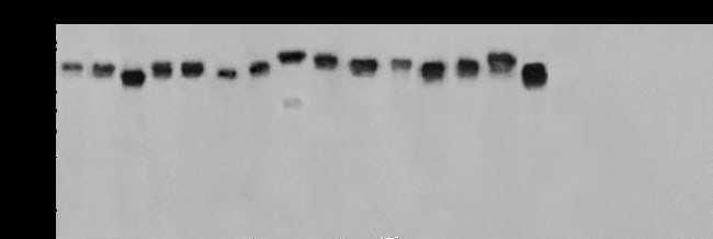 Sino Biological Influenza A Virus Hemagglutinin / HA Antibody, Rabbit ...