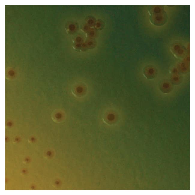 Thermo Scientific Remel Burkholderia cepacia ATCC 25416, Culti-Loops ...