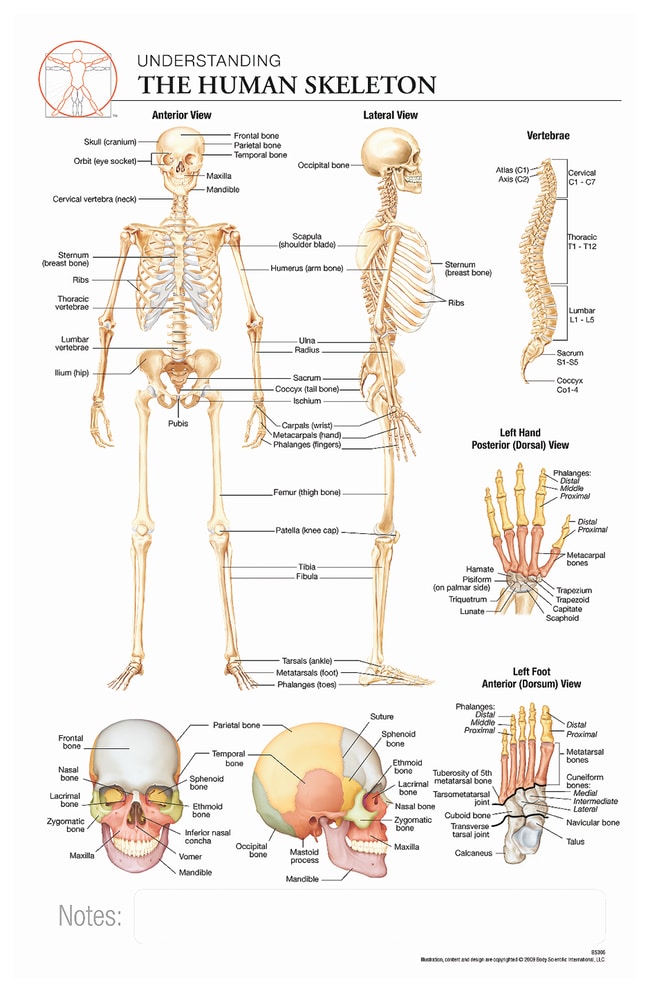 Body Scientific International Post it Anatomy Of Human Skeleton Chart 