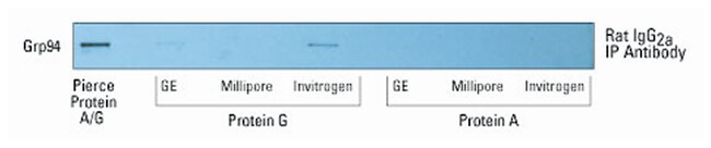 Thermo Scientific Pierce Classic Magnetic IP and Co-IP Kit Sufficient ...