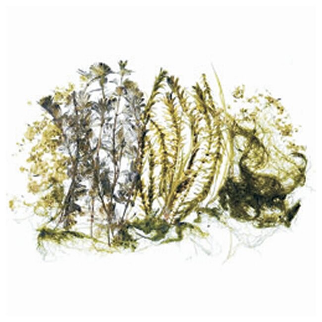 Nasco Basic Aquarium Plant Set :Teaching Supplies:Biology Classroom ...