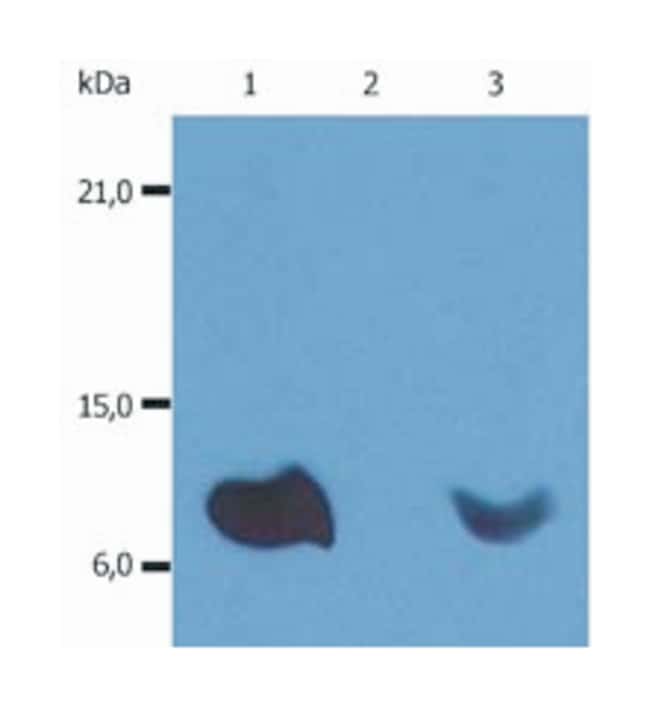 beta-2 Microglobulin Monoclonal Antibody (B2M-01), FITC, Invitrogen ...