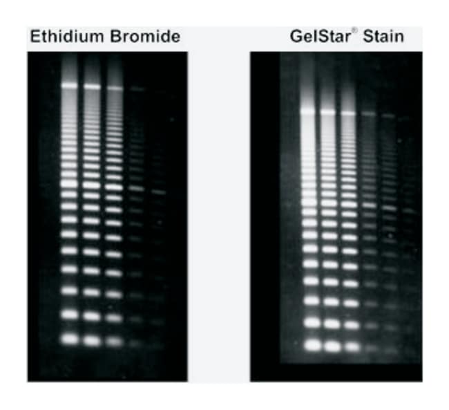 Lonza GelStar Photographic Filter Gelstar Photo Filter:Gel ...
