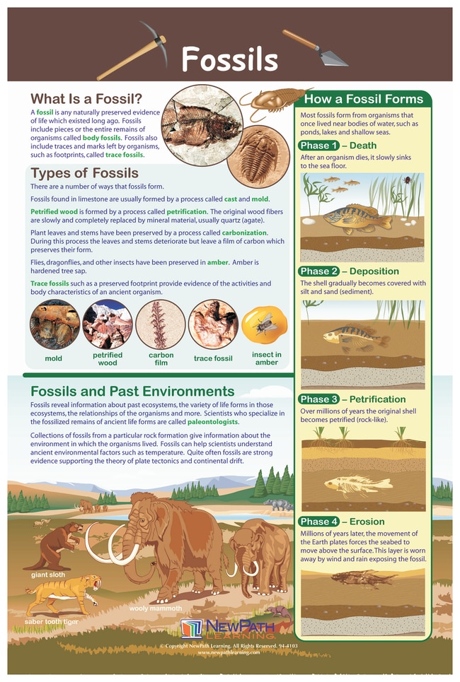 Fossils Anchor Charts Fossils Posters Earth Science Anchor