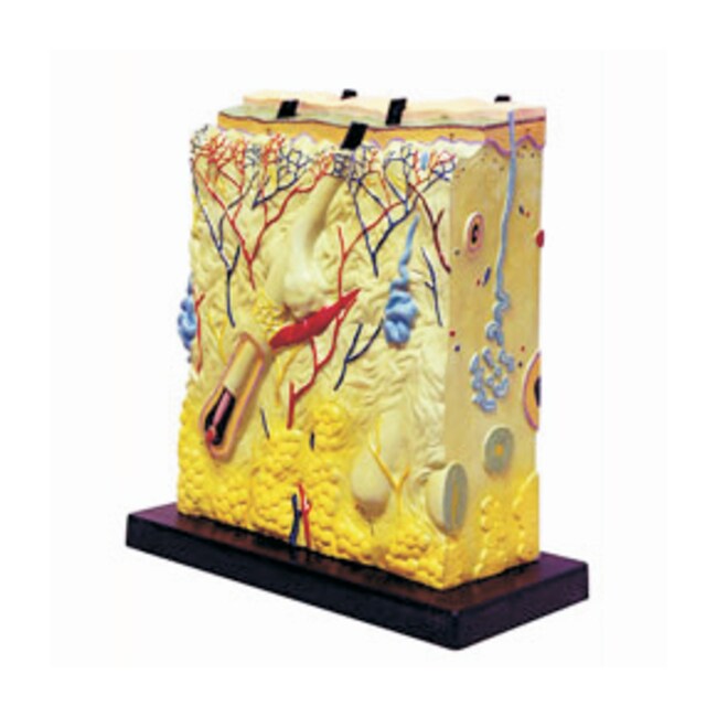 Walter Products Skin Model From Human Scalp Section Enlarged 50 times ...