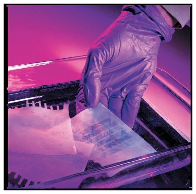 Thermo Scientific Pierce Zinc Reversible Protein Stain Kit Zinc ...