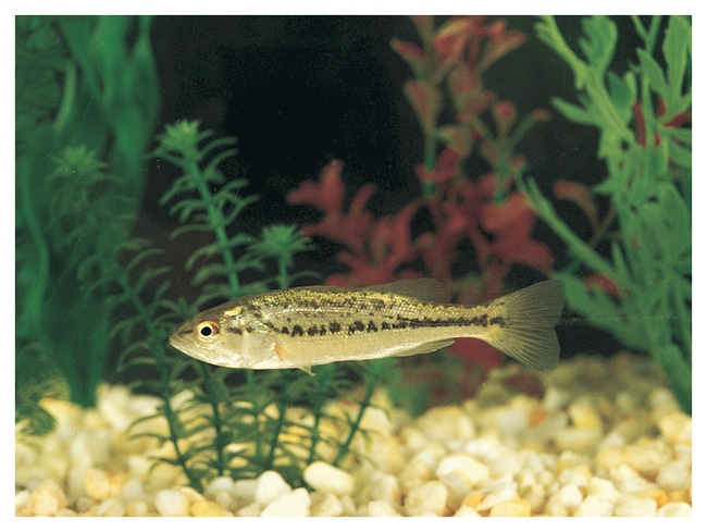 Carolina Largemouth Bass Largemouth Bass; Container of 3:Education ...