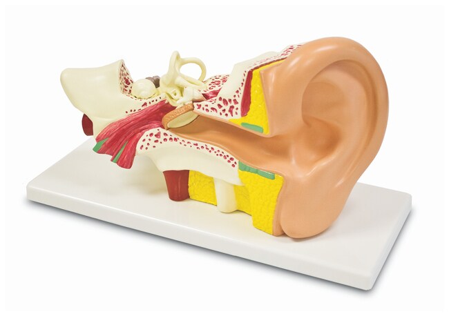 Walter Products 3-Part Ear Model 3-Part ear model:Education Supplies ...