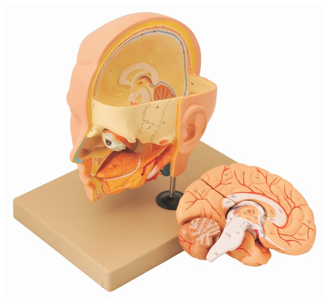 Eisco Human Head with Brain Model, Three Parts Human Head with Brain ...