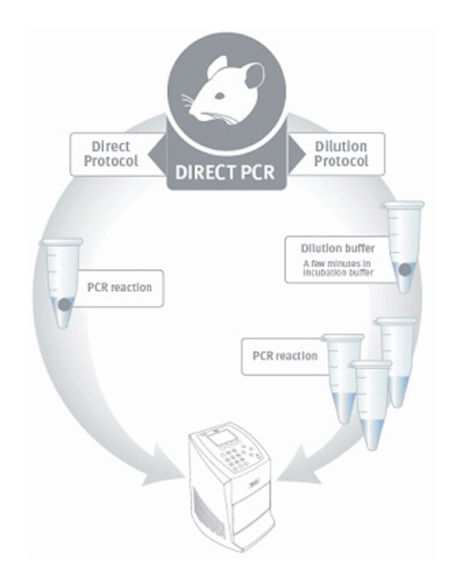 Thermo Scientific Phire Animal Tissue Direct PCR Kit Without sampling ...
