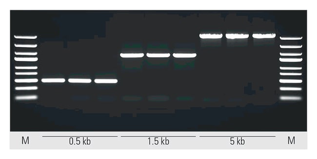 Thermo Scientific Phire Plant Direct PCR Master Mix Promotion:PCR ...
