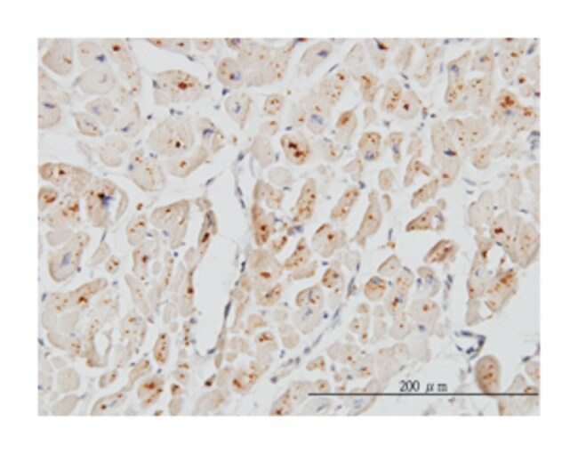 ASAH1, Mouse, Clone: 2C9, Abnova™ | Fisher Scientific