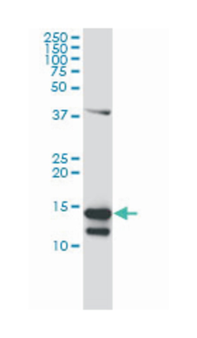 ANTI-CD3Z (4A12-F6) 100UG