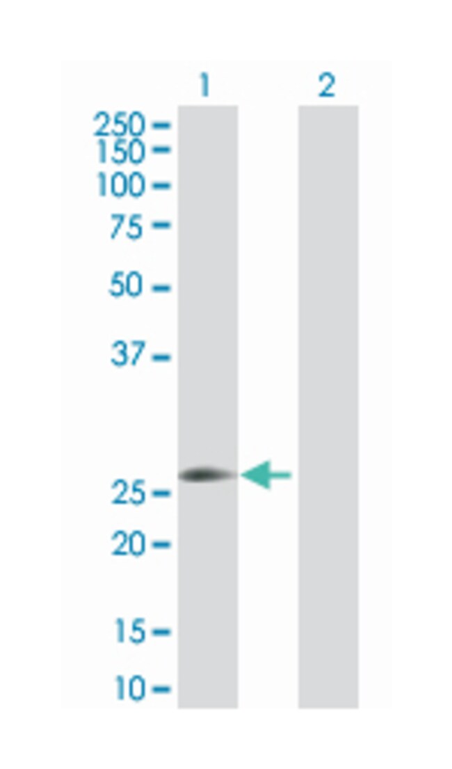 ANTI-CD69 MAXPAB 50UL