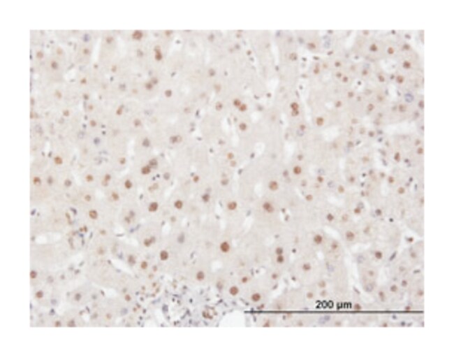 ELAVL1, Mouse, Clone: 4G8, Abnova™ 100μg; Unlabeled | Fisher Scientific
