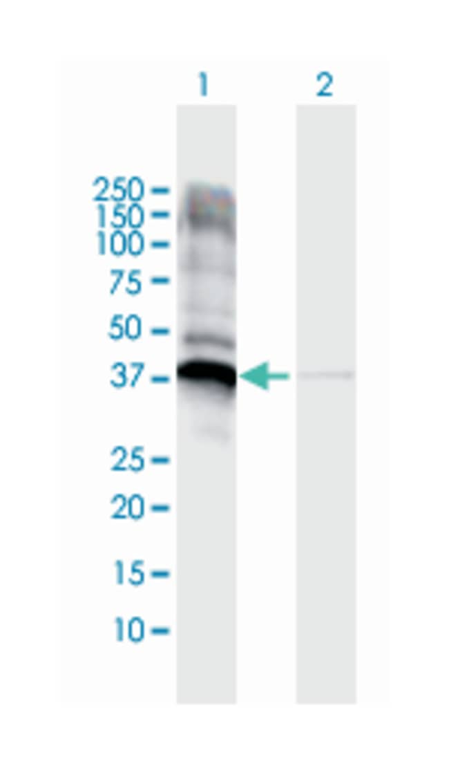 JTV1 gene, Mouse, Purified MaxPab Polyclonal Antibody, Abnova 50µg ...