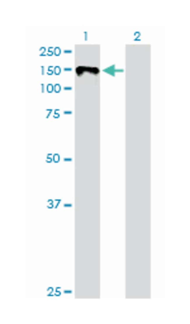 ANTI-KIT MAXPAB 100UG