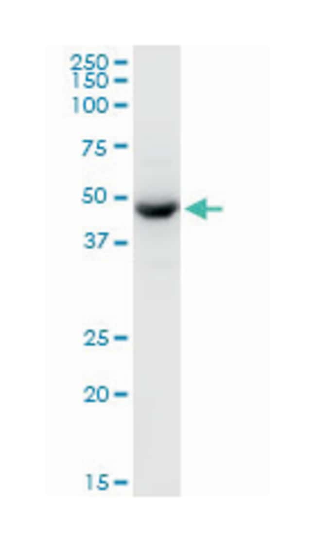 ANTI-TUFM MAXPAB 50UG