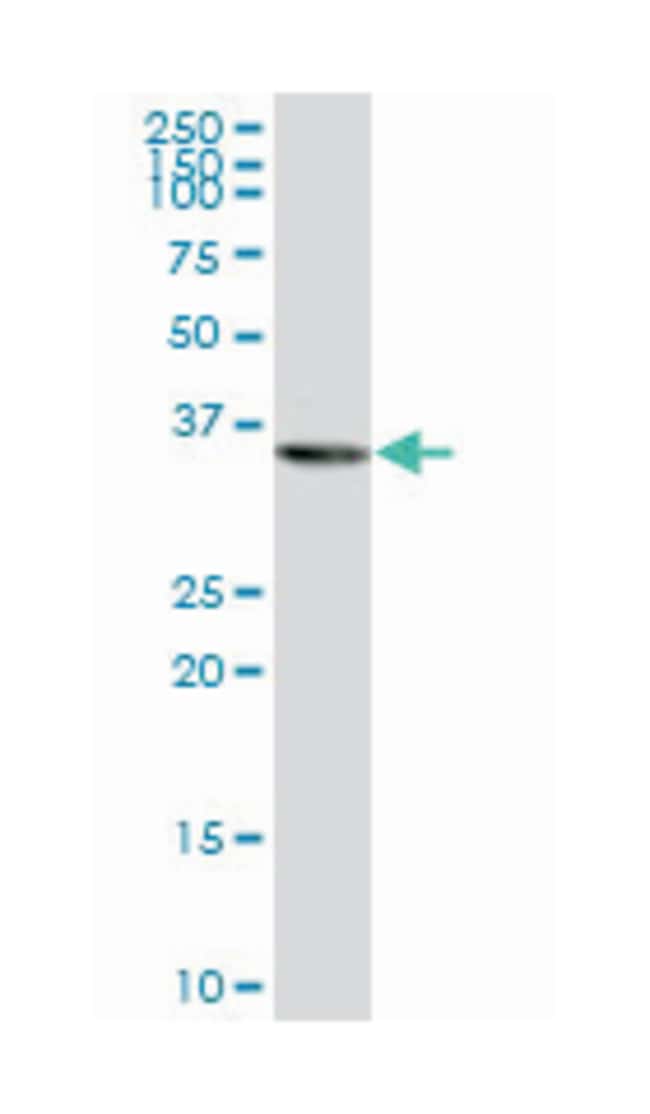 purine-rich element binding protein A, Mouse, Clone: 3A9, Abnova 100μg ...