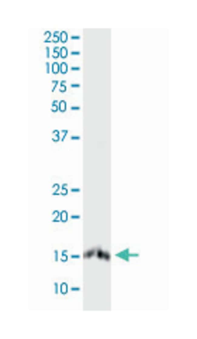 ANTI-PLP2 ANTIBODY 100UG