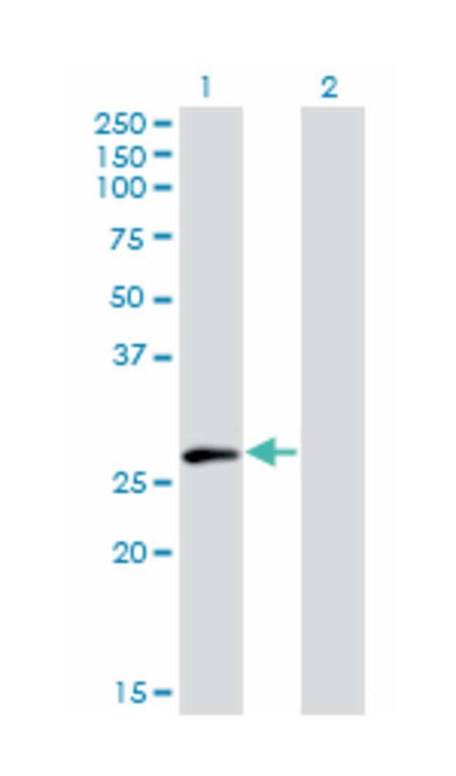 ANTI-ELF5 (3D10) 100UG