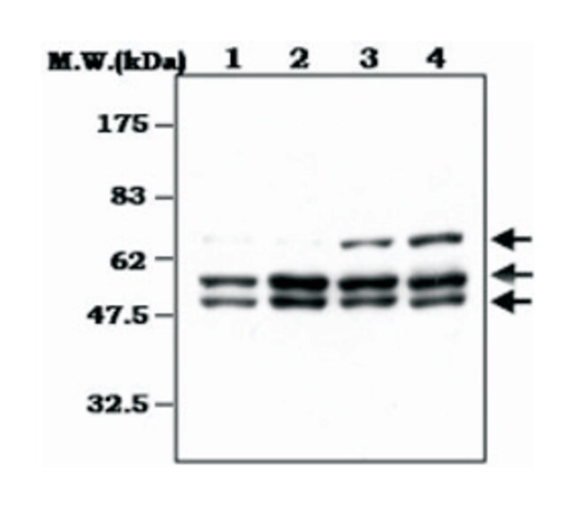 ANTI-SHC1 ANTIBODY 100UL