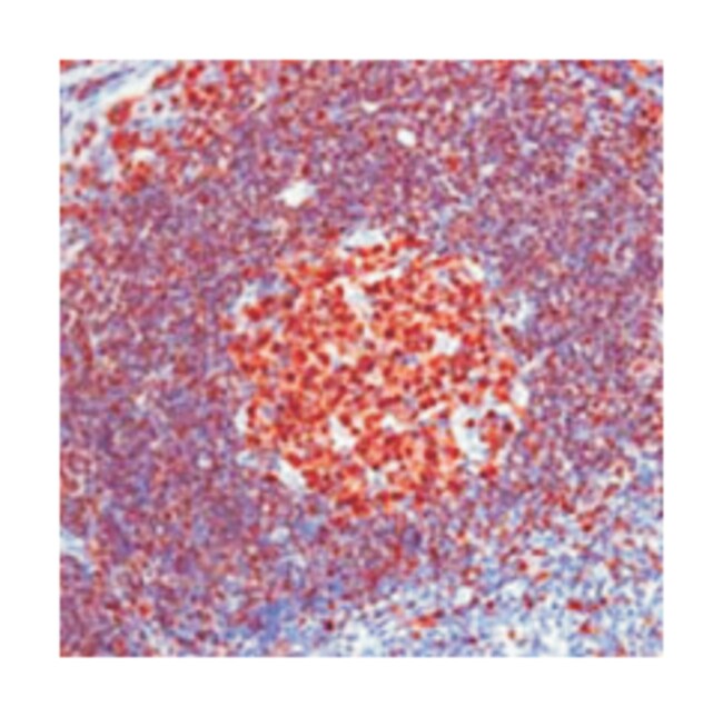 POU2AF1, Rabbit, Clone: SP92, Abnova 100μL; Unlabeled:Antibodies ...