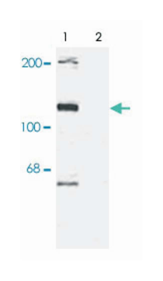 Taok2, Rabbit, Polyclonal Antibody, Abnova 100μL; Unlabeled:Antibodies ...