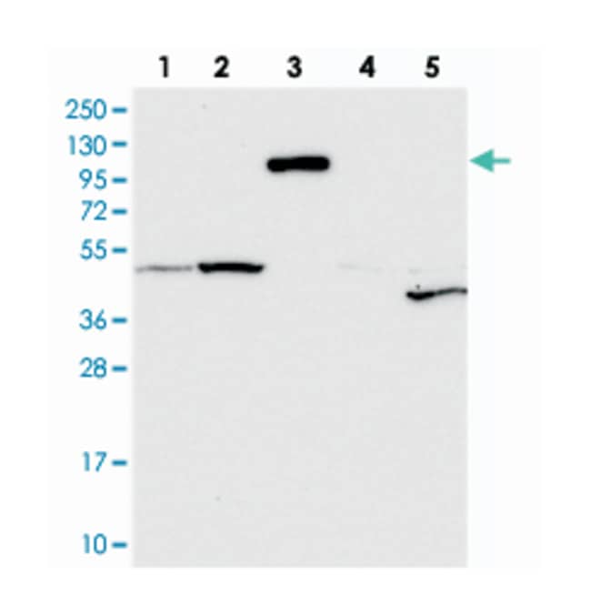 CNTN5 Rabbit anti-Human, Polyclonal Antibody, Abnova 100μL; Unlabeled ...