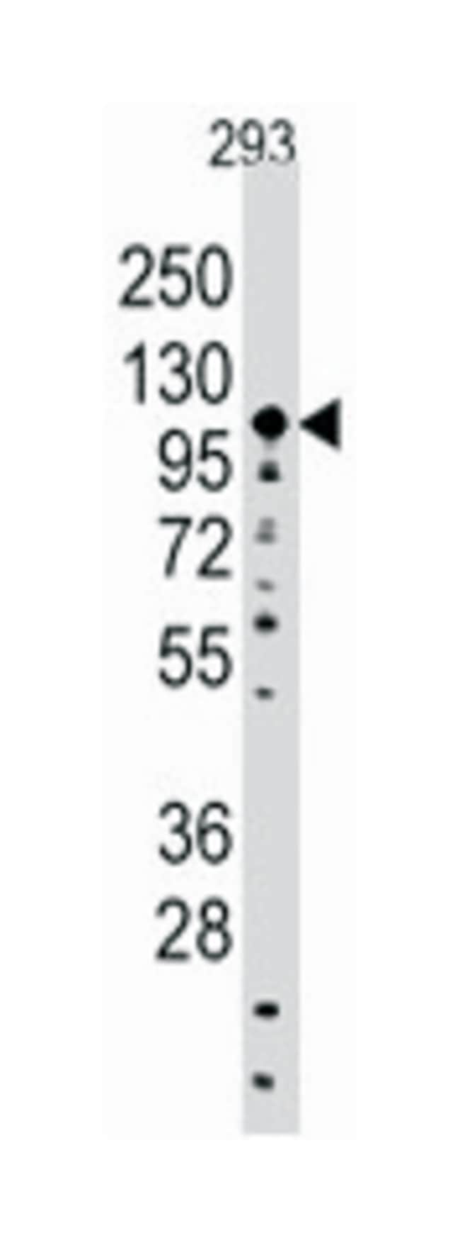 ANTI-SALL4 ANTIBODY 400UL