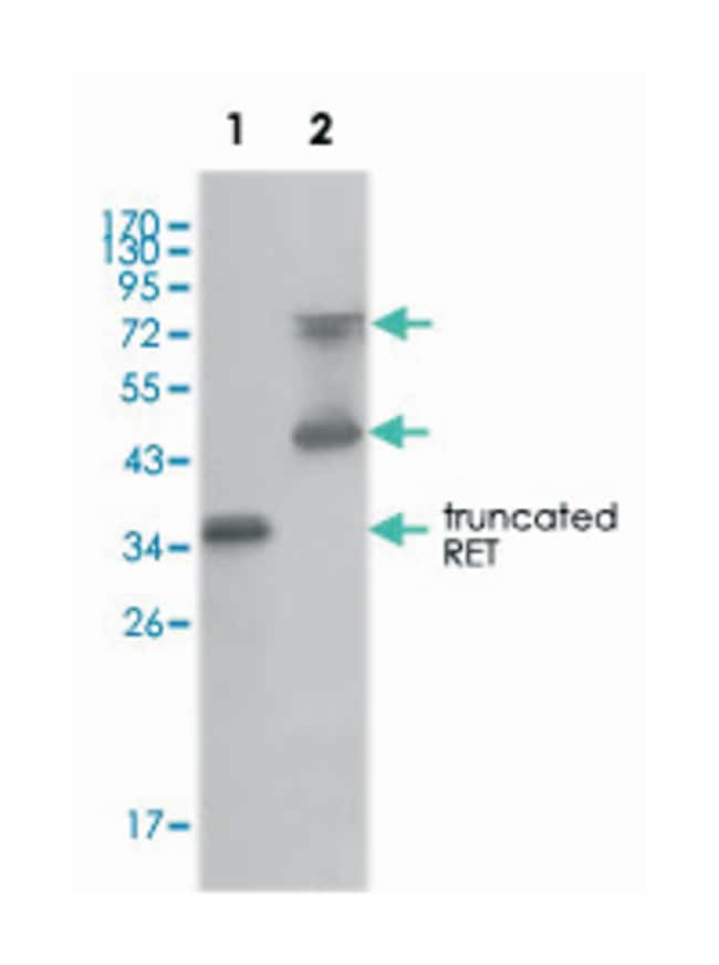 ANTI-RET ANTIBODY 100UL