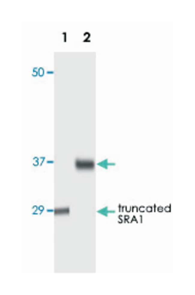 SRA1, Mouse, Clone: 7H1G1, Abnova 100μL; Unlabeled:Antibodies ...