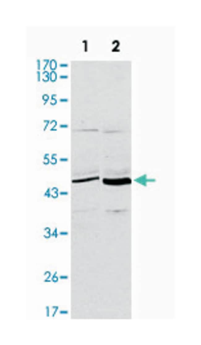ANTI-CD86 ANTIBODY 100UL
