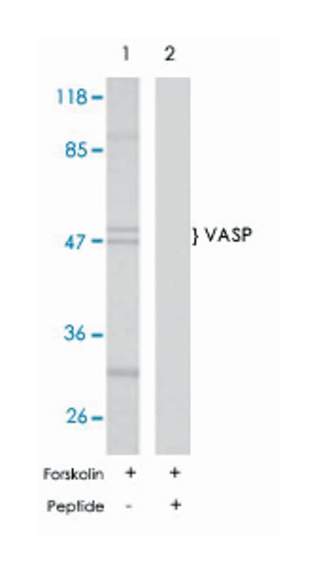 ANTI-VASP ANTIBODY 100UG