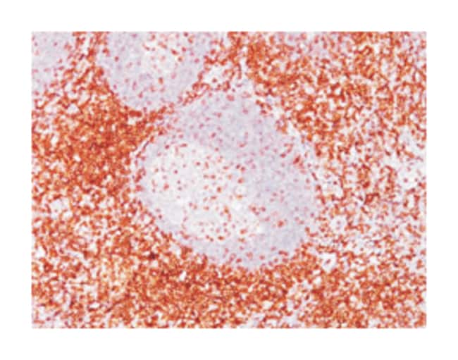ANTI-CD6 ANTIBODY 100UG