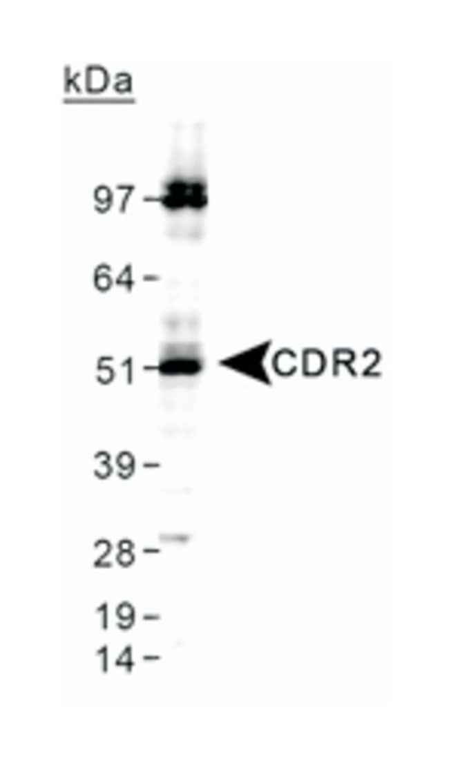 ANTI-CDR2 ANTIBODY 100UL