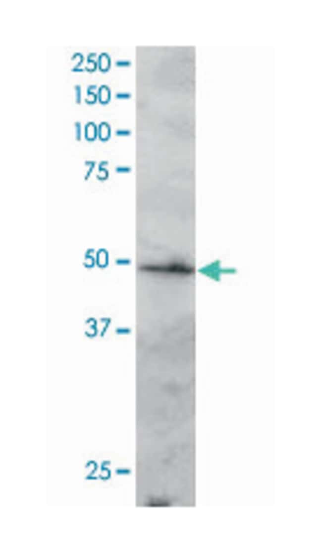 IRF2, Goat, Polyclonal Antibody, Abnova 100μg; Unlabeled:Antibodies ...