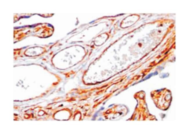 ANTI-MSN ANTIBODY 100UG