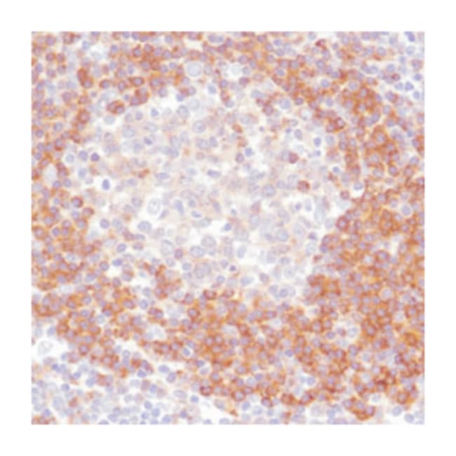 ANTI-CD79B ANTIBODY 100UL