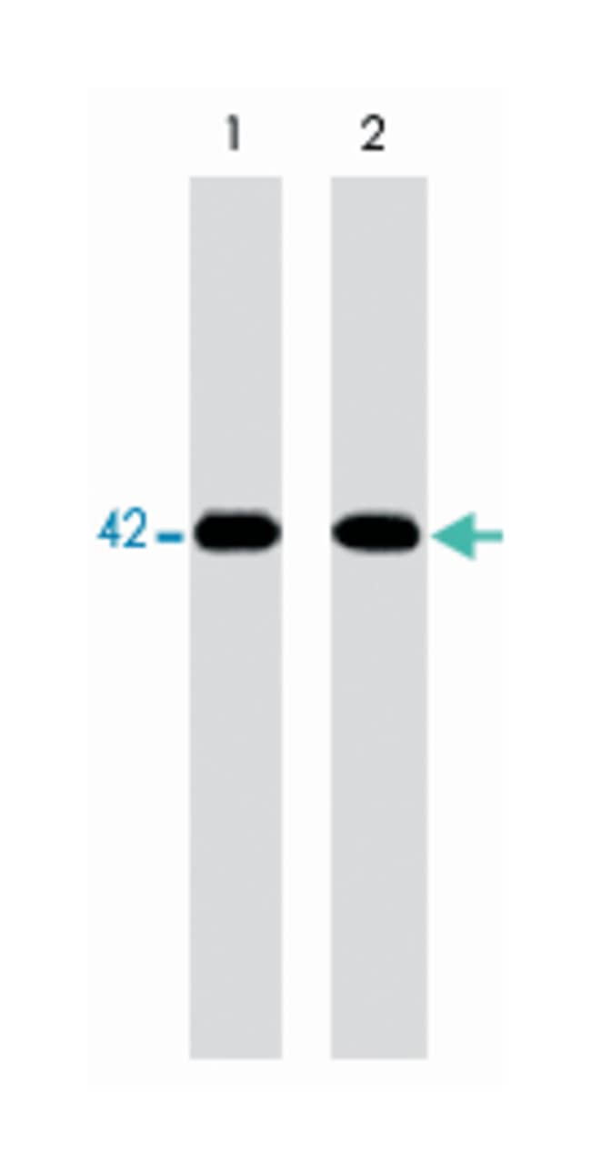 Mapk14, Mouse, Clone: M138, Abnova 100μL; Unlabeled:Antibodies ...