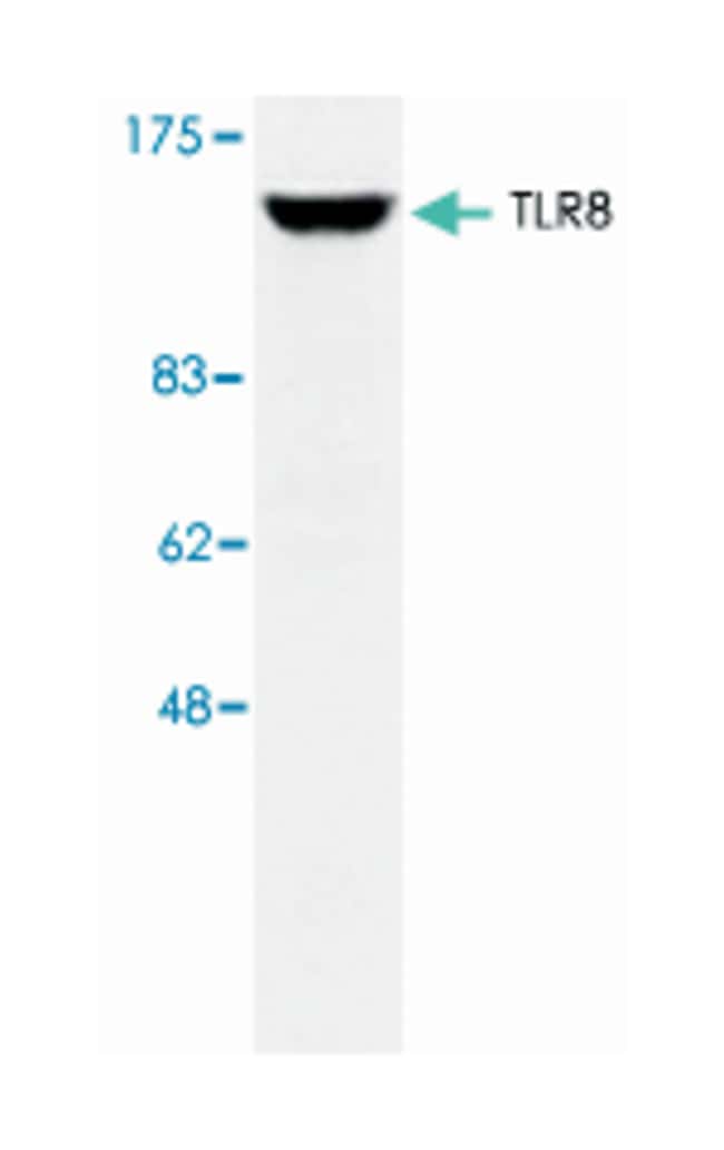 ANTI-TLR8 ANTIBODY 100UL