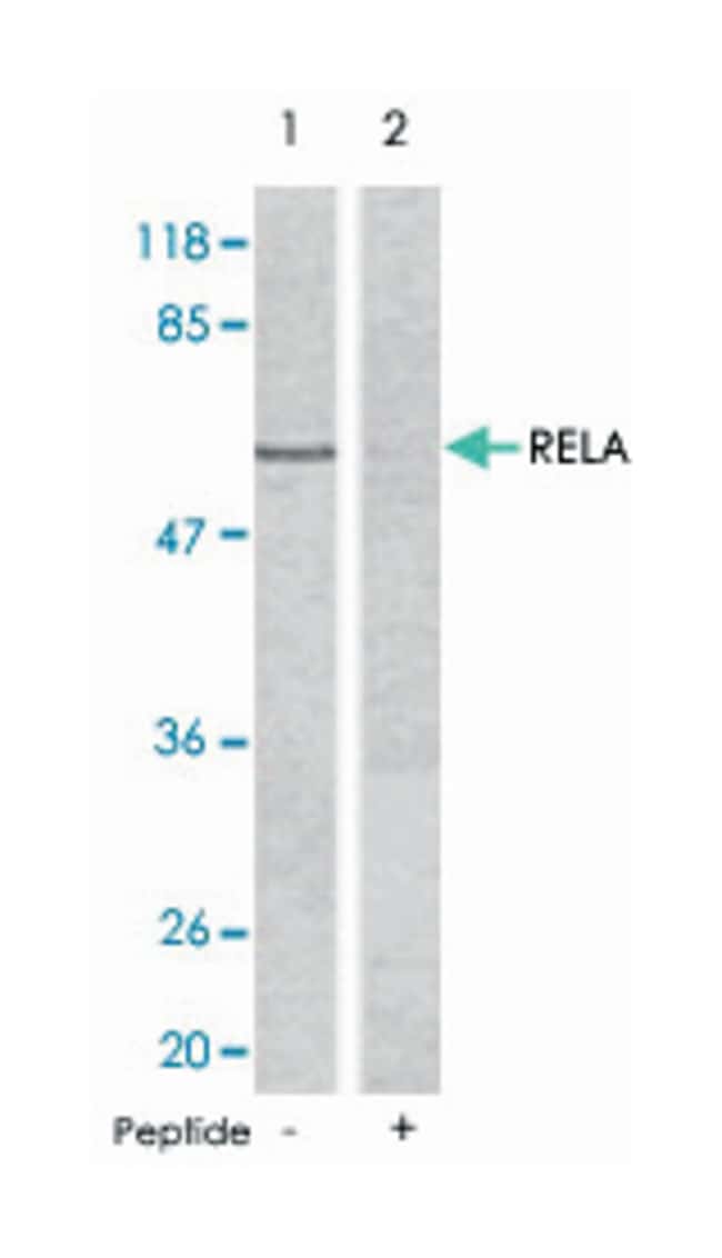 ANTI-RELA ANTIBODY 100UG