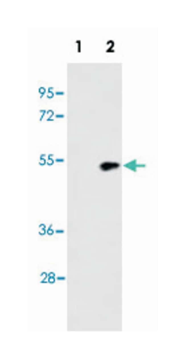 ANTI-BMP4 ANTIBODY 400UL